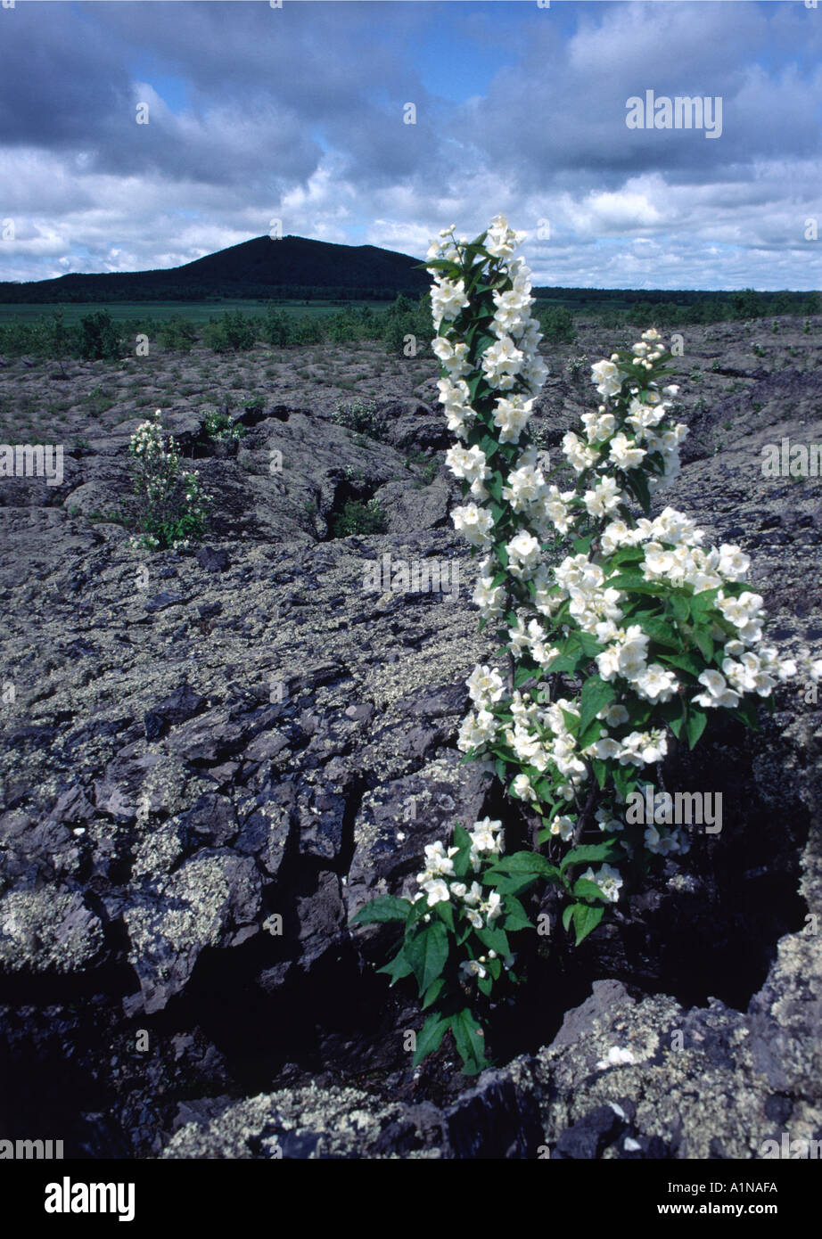 Basalt basic igneous rock hi-res stock photography and images - Alamy