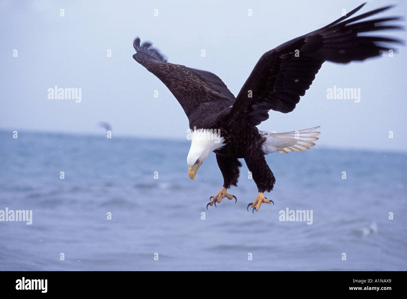 bald eagle Haliaeetus leucocephalus swooping down to grab a fish in the ...