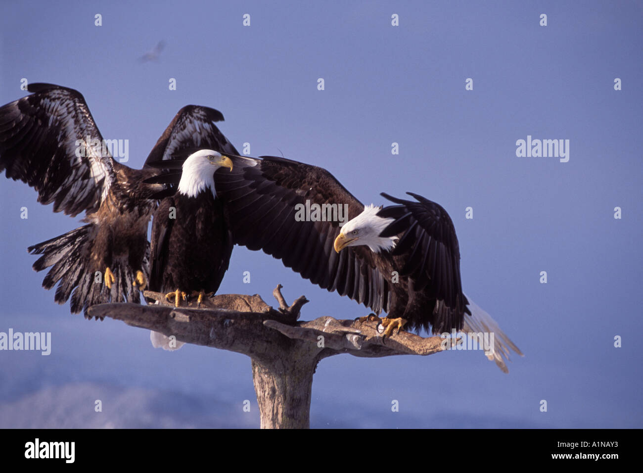 bald eagle Haliaeetus leucocephalus two adults and a juvenile share a ...