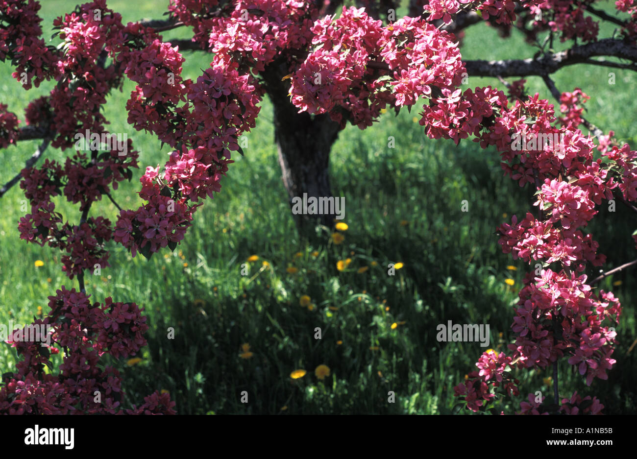 Flowering crab apple tree in height of bloom in New Brunswick Canada ...