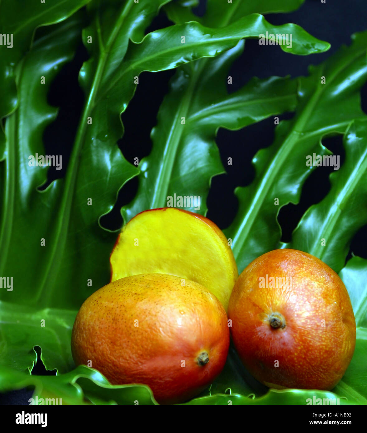 Mango Mangot Manga Fruit Photo Photos Photographs Food Plants Tropical ...
