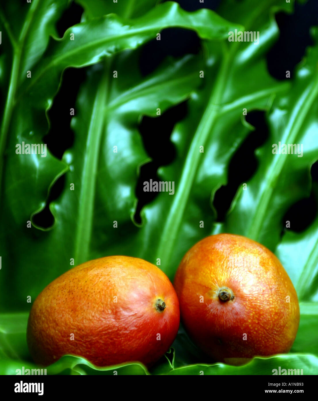 Mango Mangot Manga Fruit Photo Photos Photographs Food Plants Tropical ...