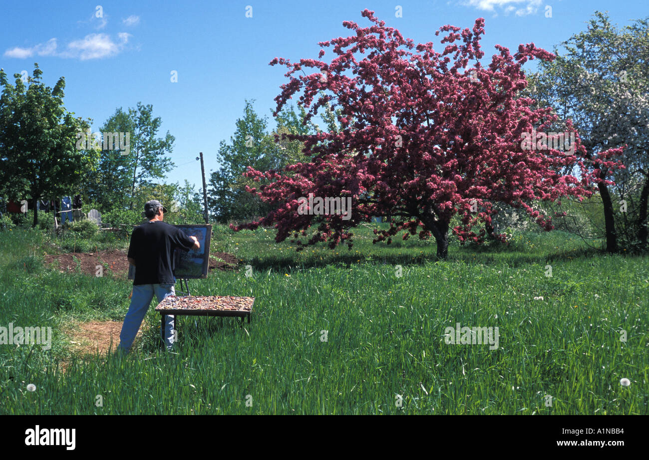 Artist Richard Flynn at work in his yard painting a flowering crab ...
