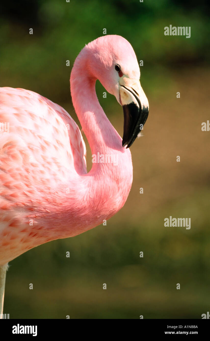Andean flamingo captive slimbridge hi-res stock photography and images ...