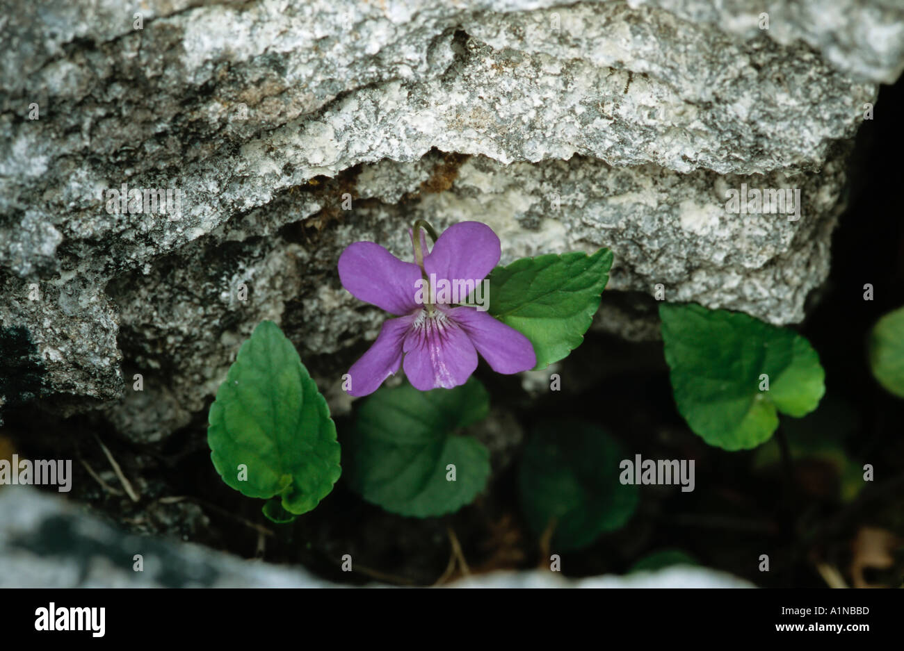 Common Dog violet Viola riviniana Stock Photo - Alamy