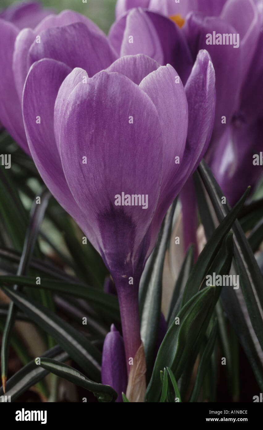 Remembrance crocus hi-res stock photography and images - Alamy