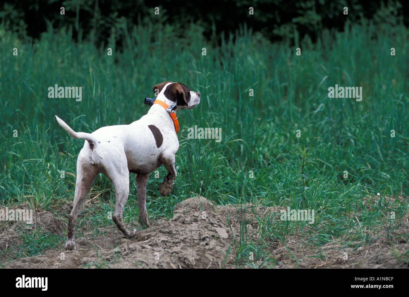 German short hair pointer on point Stock Photo - Alamy