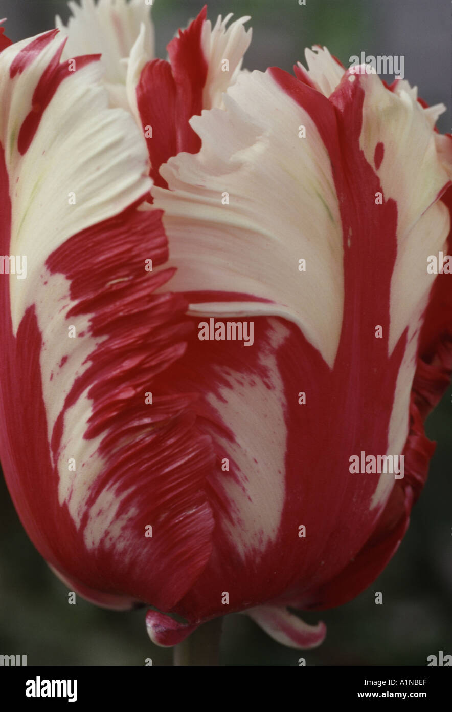 Parrot tulip estella rijnveld hi-res stock photography and images - Alamy