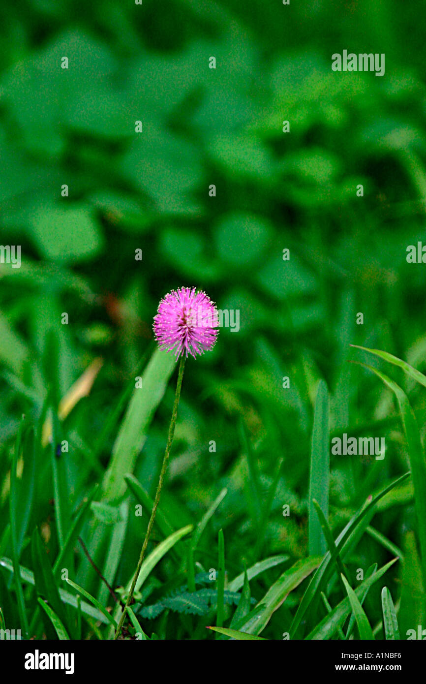 Flower Known as Cat s Claw Sensitive Brier Schrankia nuttallii ...