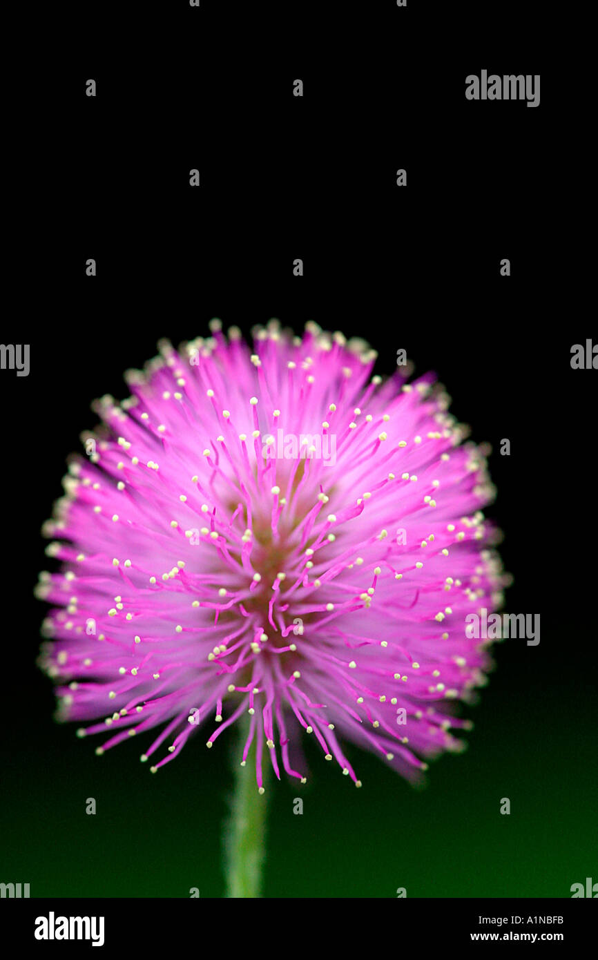 Schrankia hi-res stock photography and images - Alamy