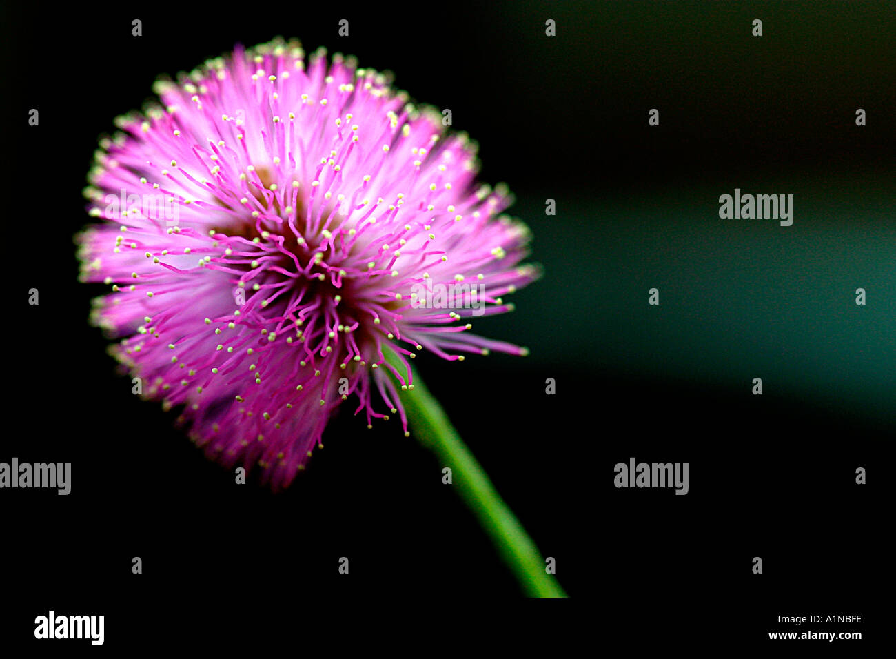 Flower Known as Cat s Claw Sensitive Brier Schrankia nuttallii ...