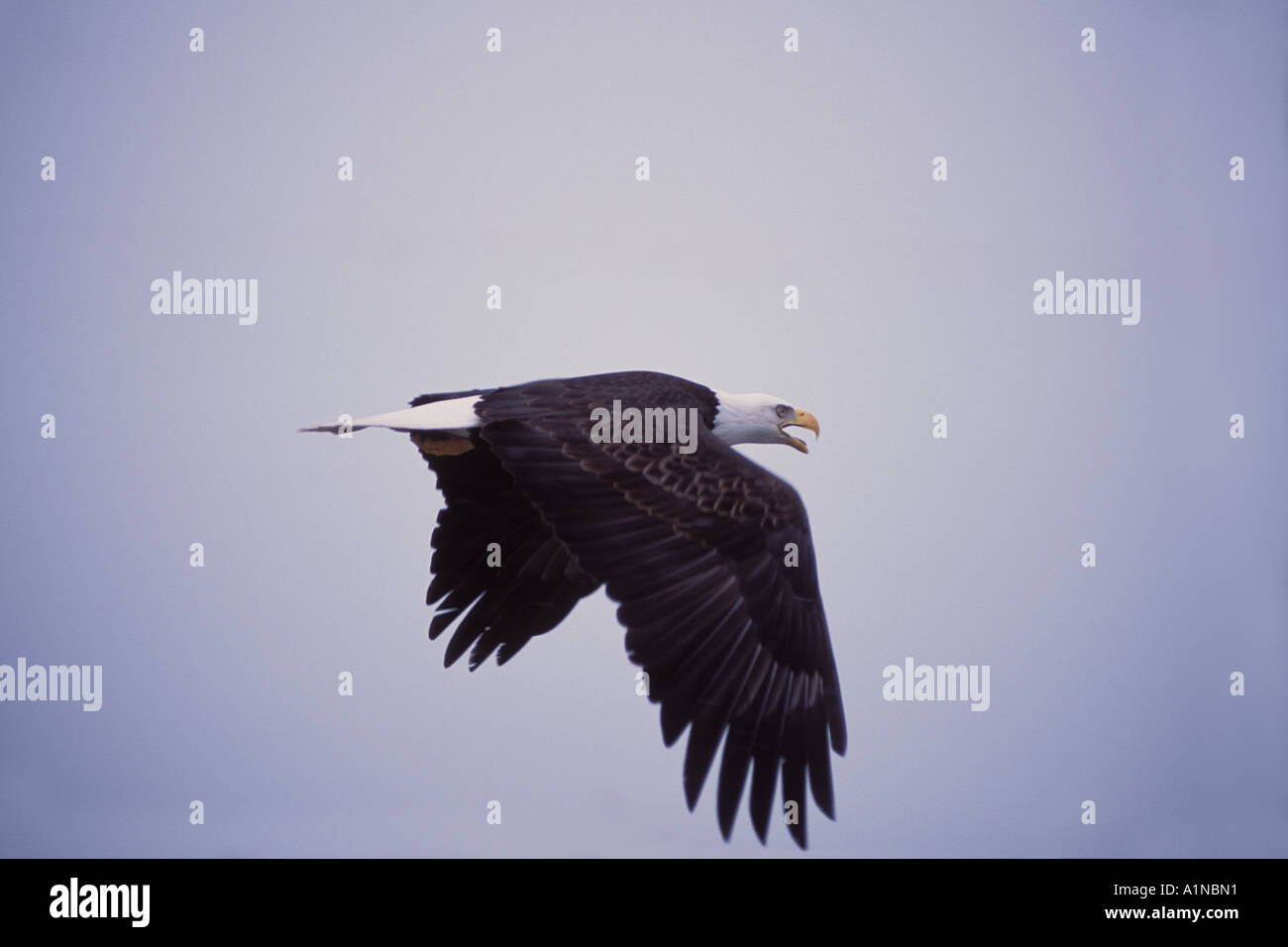 bald eagle Haliaeetus leucocephalus in flight over Kachemak bay southcentral Alaska Stock Photo ...