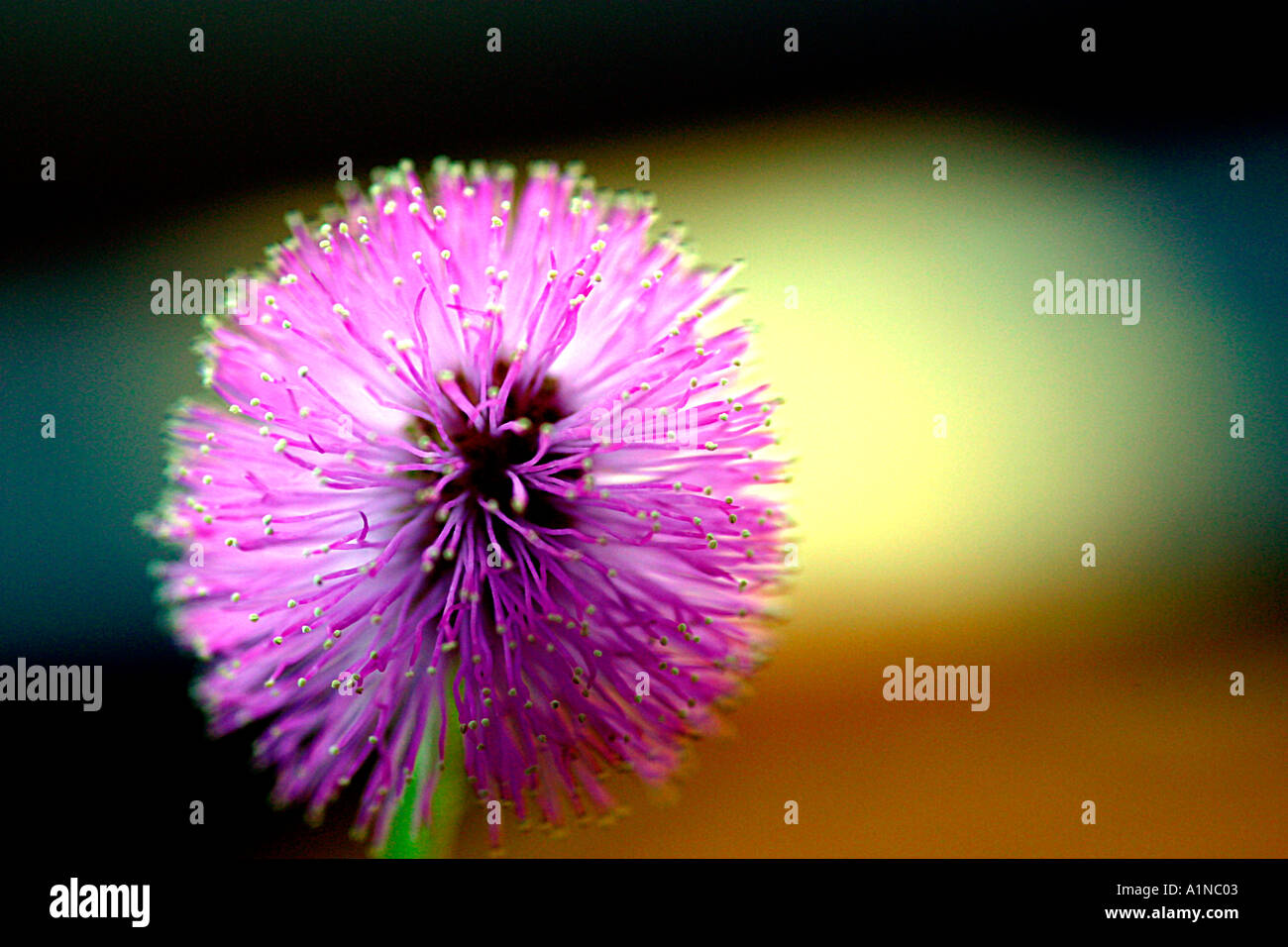 Flower Known as Cat s Claw Sensitive Brier Schrankia nuttallii ...