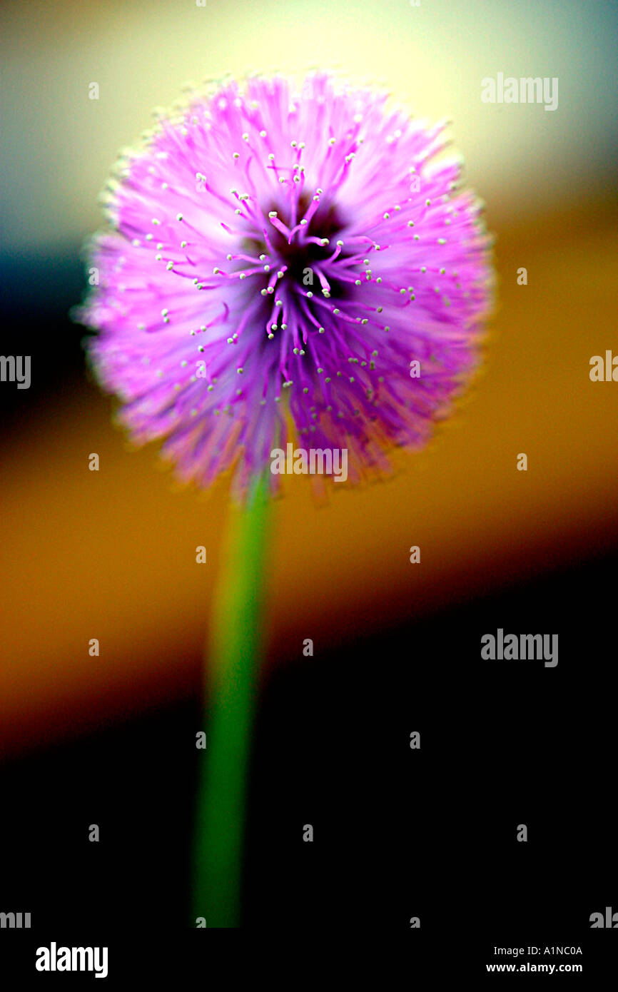 Flower Known as Cat s Claw Sensitive Brier Schrankia nuttallii ...
