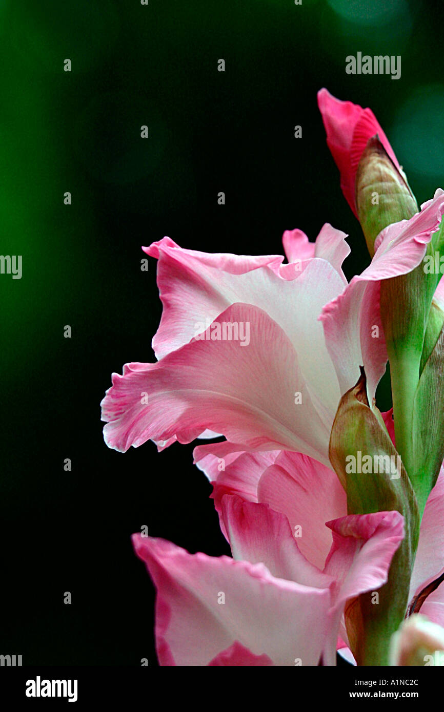 Gladiola flowering plants hi-res stock photography and images - Alamy