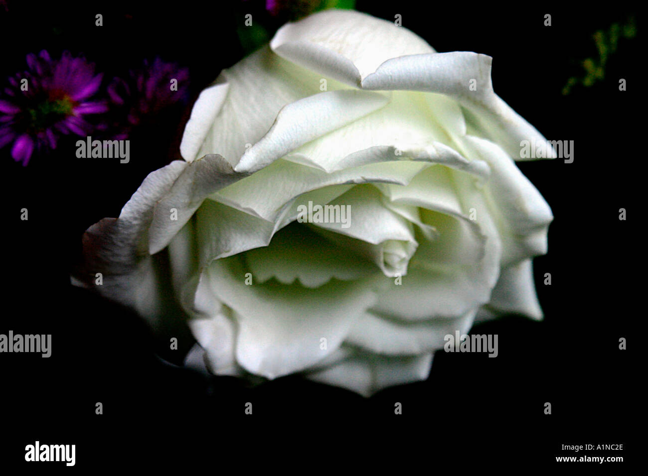 White Rose Plant Nature Stock Photo - Alamy