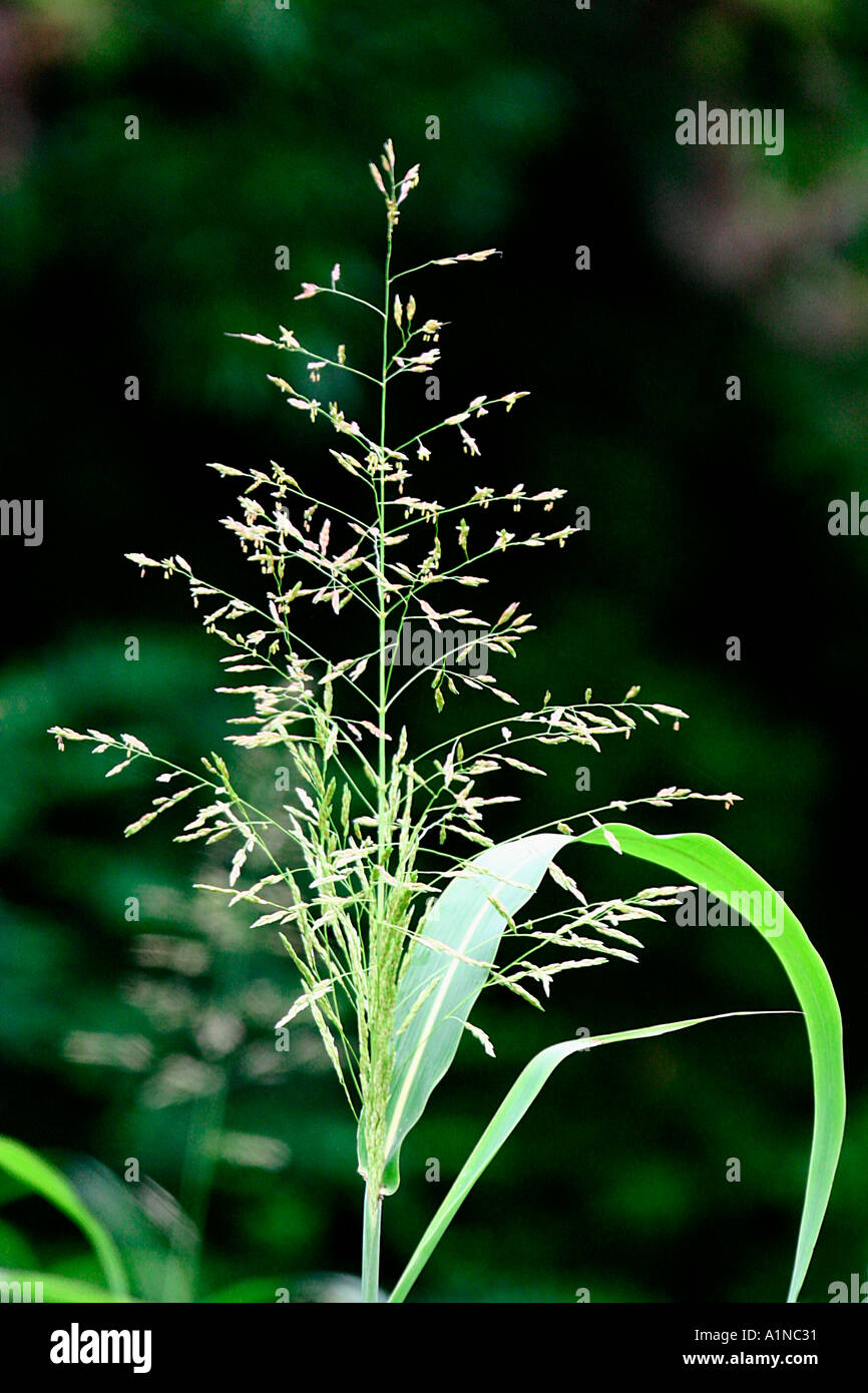 Wildgrass Seed Bloom Plants Nature Stock Photo - Alamy