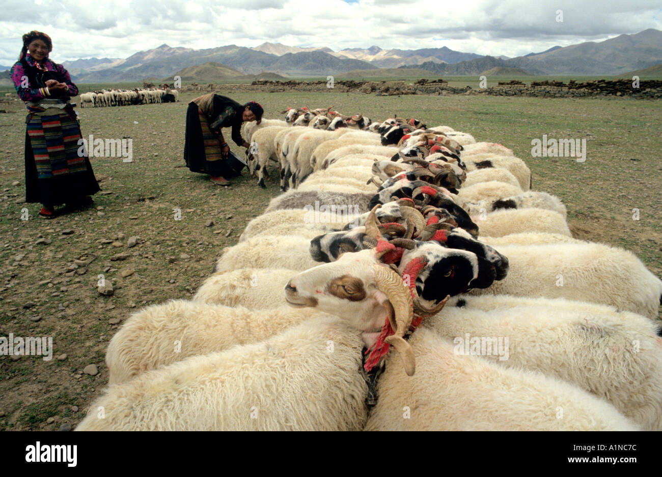 Milking sheep hi-res stock photography and images - Alamy