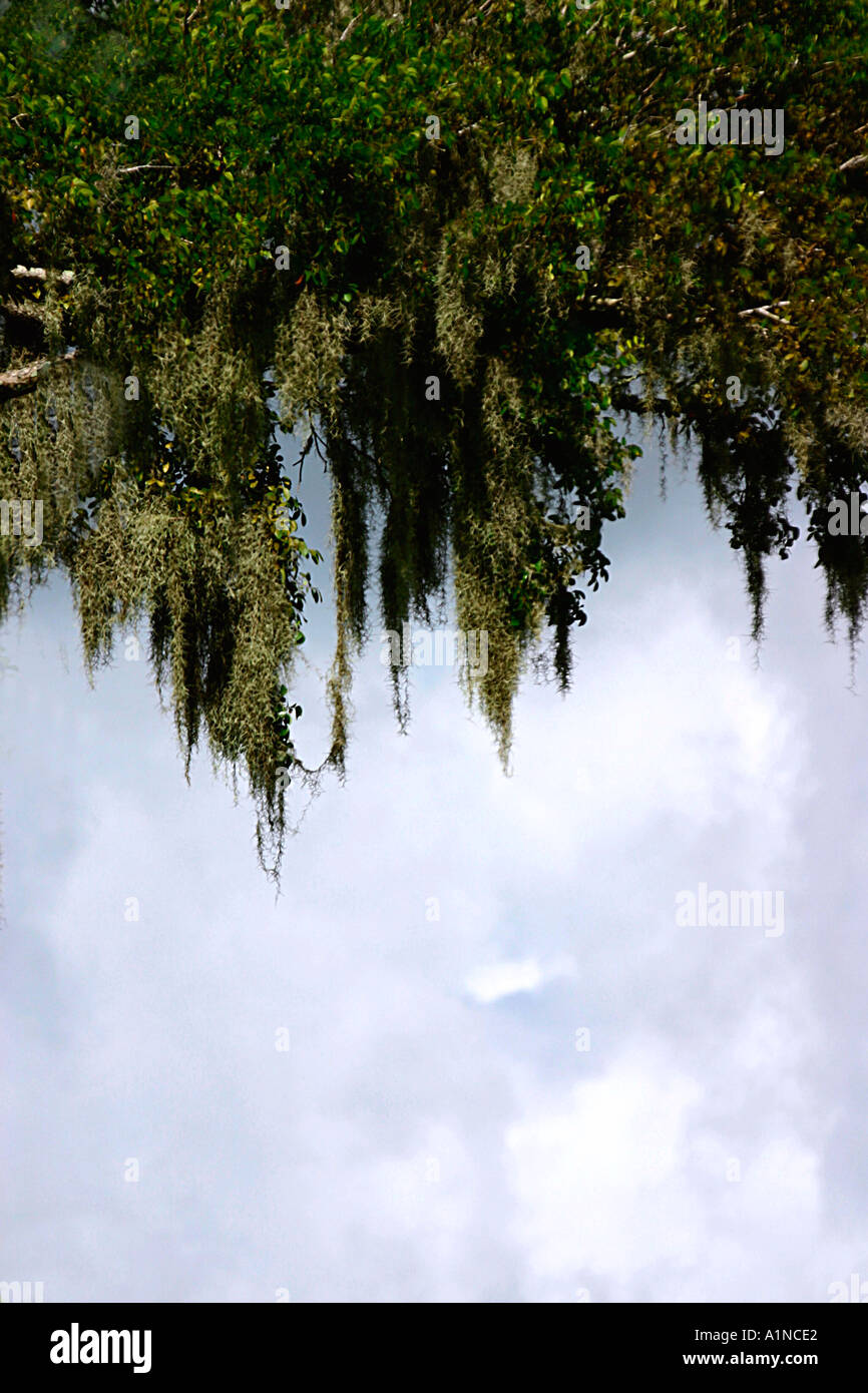 Spanish Moss Plant Nature Texas Stock Photo - Alamy