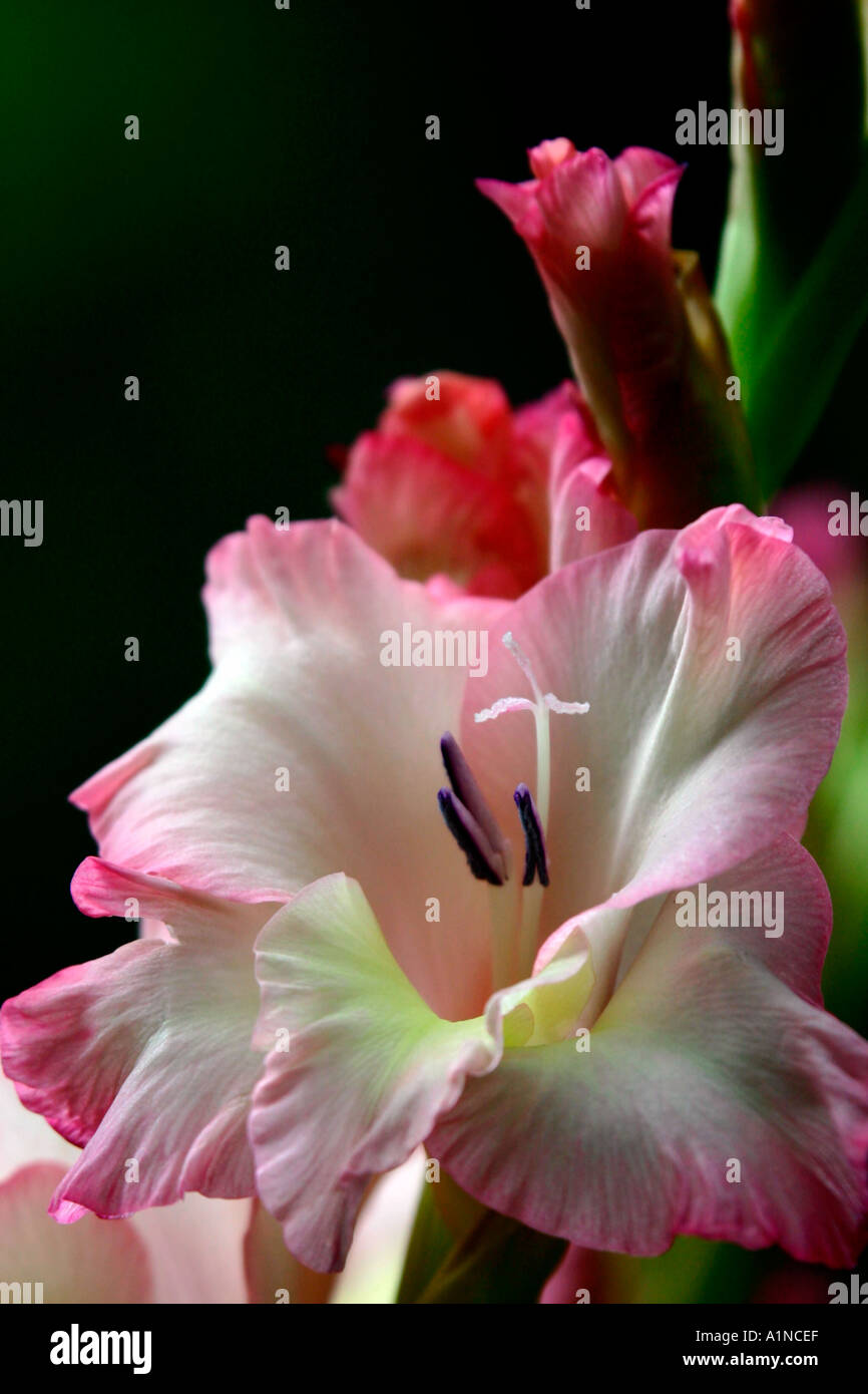 Gladiola flowering plants hi-res stock photography and images - Alamy