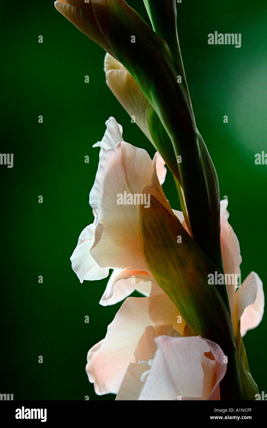 Gladiola flowering plants hi-res stock photography and images - Alamy