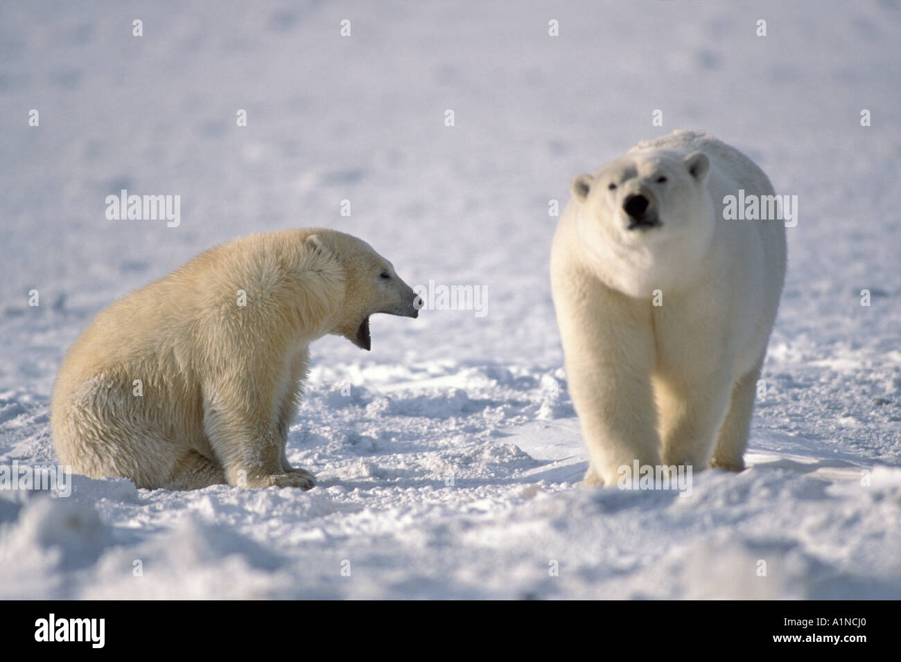 polar bear Ursus maritimus sow with yawning cub on the pack ice 1002 ...