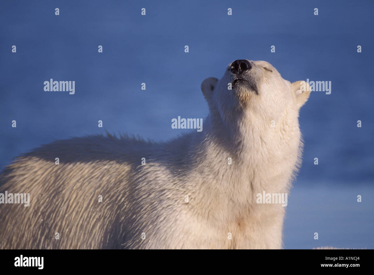 Sniffing the wind hi-res stock photography and images - Alamy
