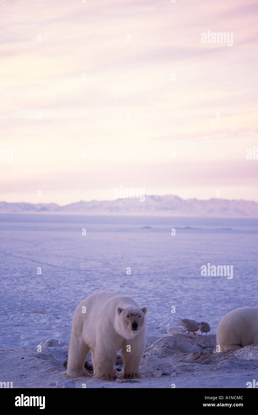 polar bear Ursus maritimus sow with cub on the pack ice Brooks Range in ...