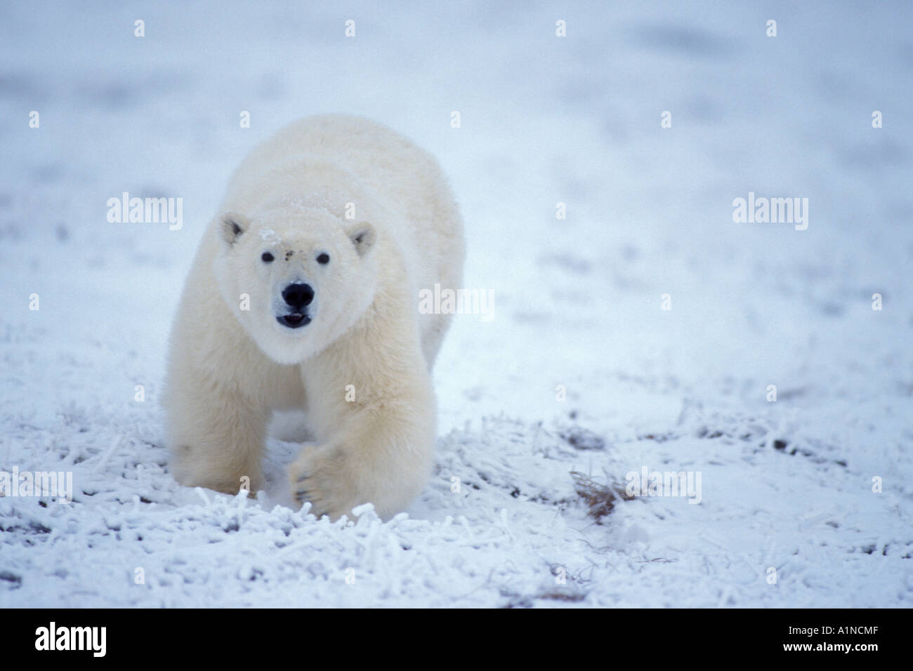 polar bear Ursus maritimus frozen coastal plain 1002 area of the Arctic ...
