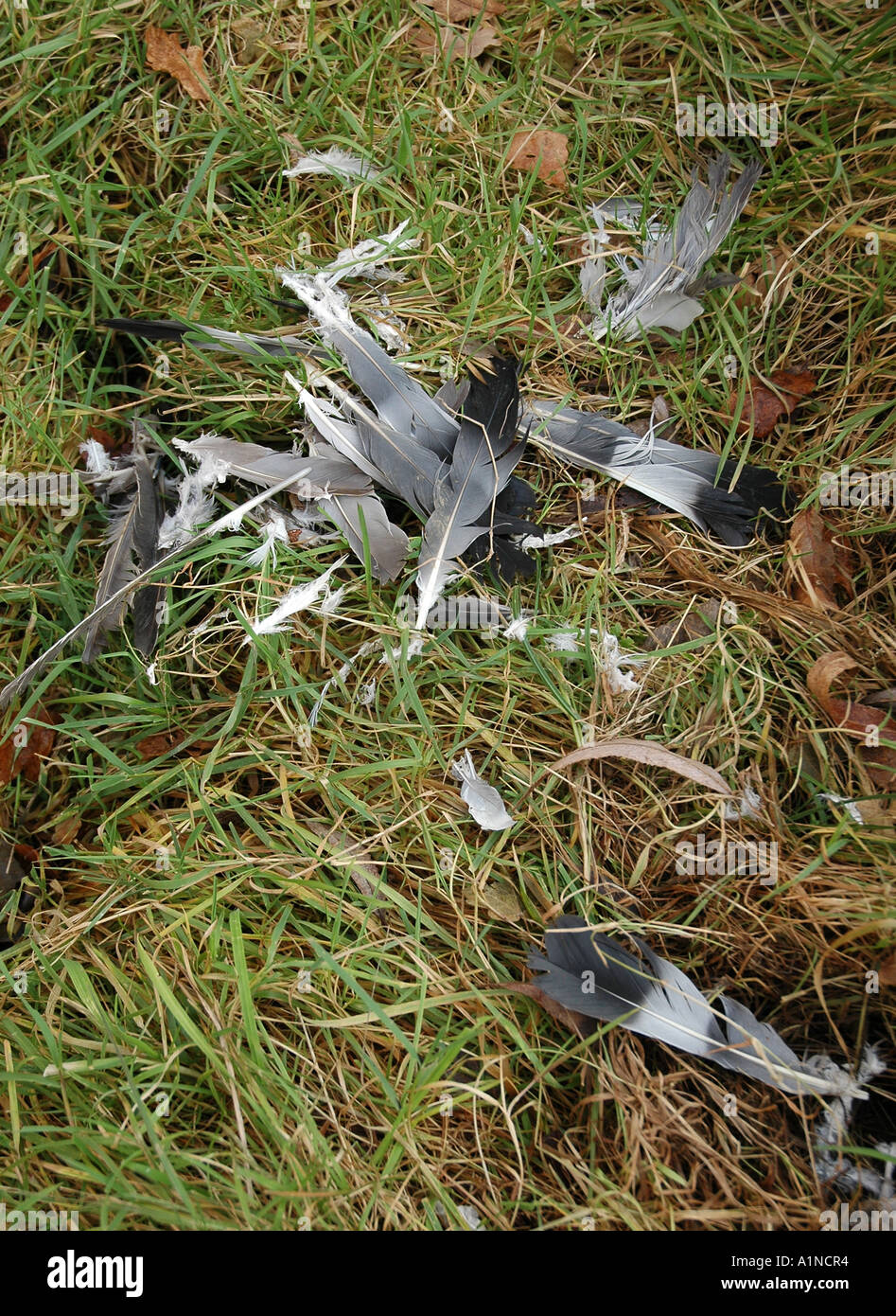 Fox with dead pigeon hi-res stock photography and images - Alamy