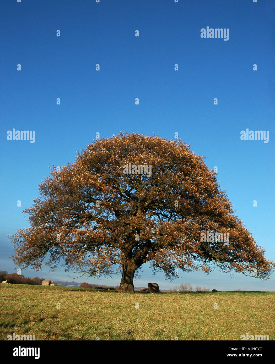 OAK TREE AGAINST SKYLINE Stock Photo - Alamy