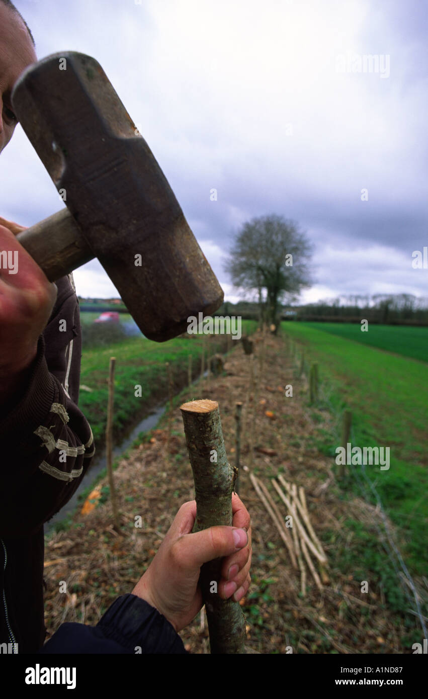 Hammering hedgerow stakes in North Dorset county England UK Stock Photo ...