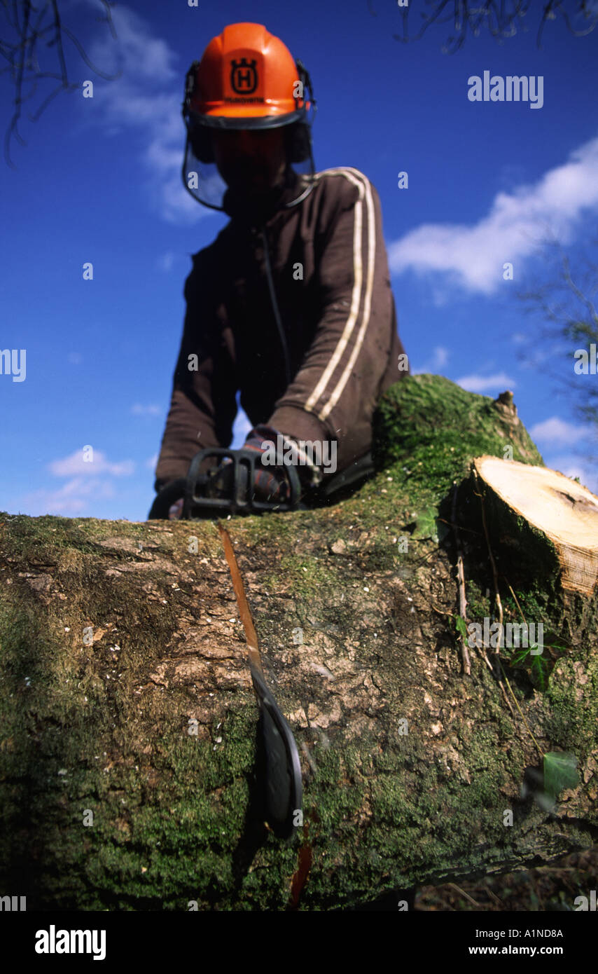 Person chainsawing through a large branch in North Dorset county ...