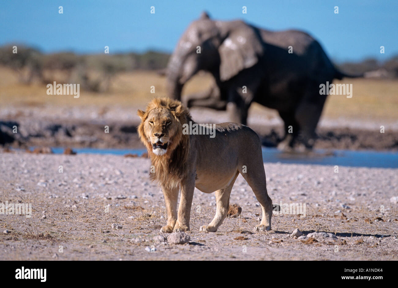 African Lion Panthera leo & Elephant Stock Photo - Alamy