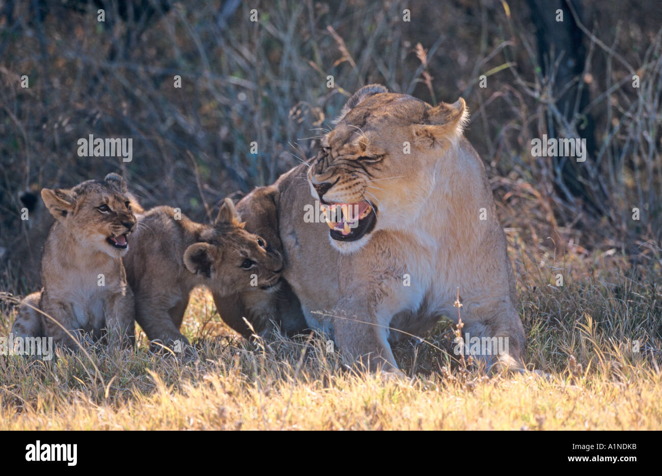 Harsh manners hi-res stock photography and images - Alamy