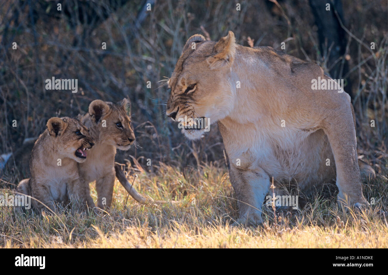 Harsh manners hi-res stock photography and images - Alamy