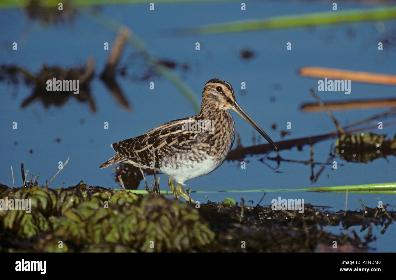 African Snipe Gallinago nigripennis Stock Photo - Alamy