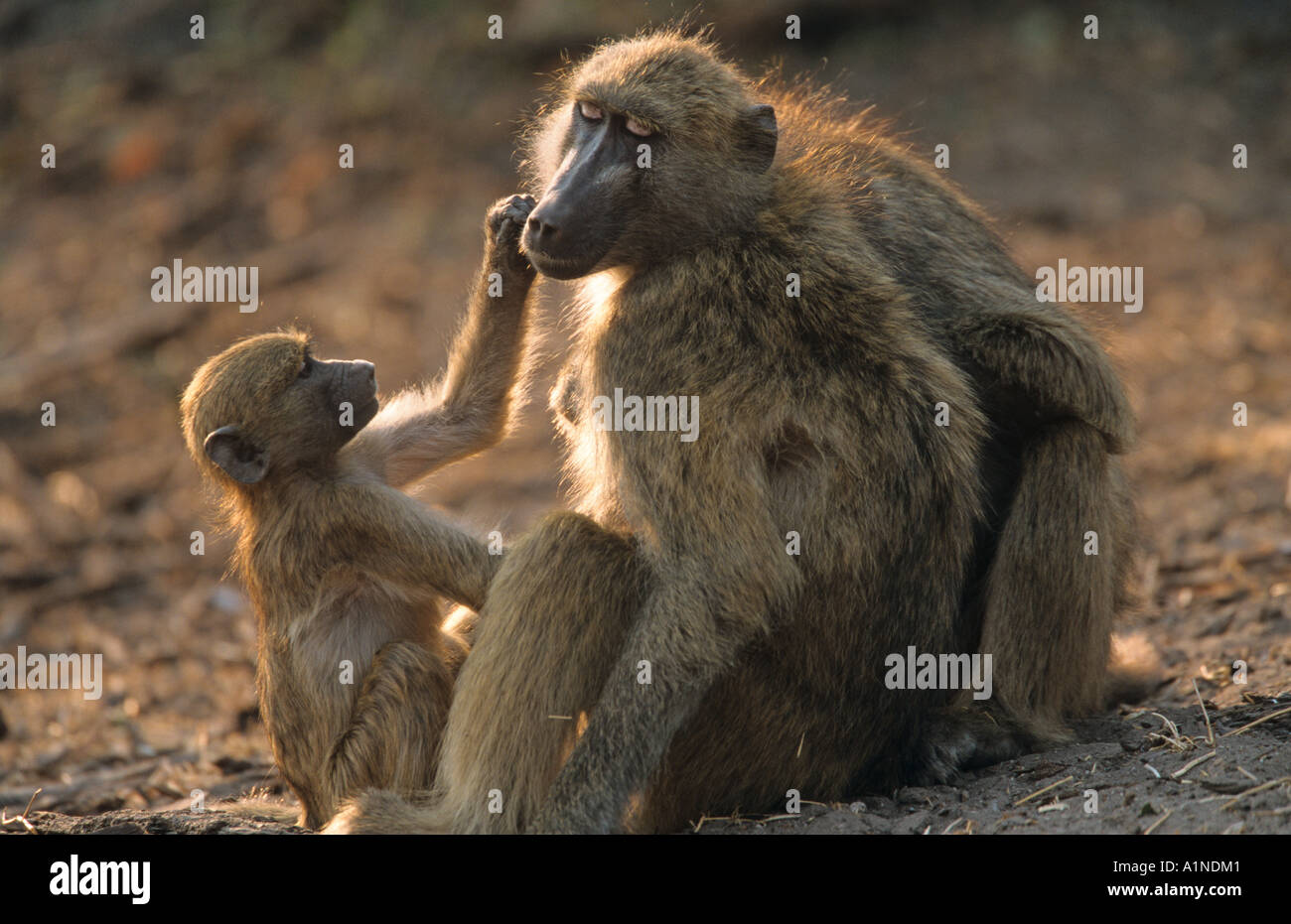 Olive baboon Papio anubis mother and baby Masi Mara Kenya Stock Photo ...