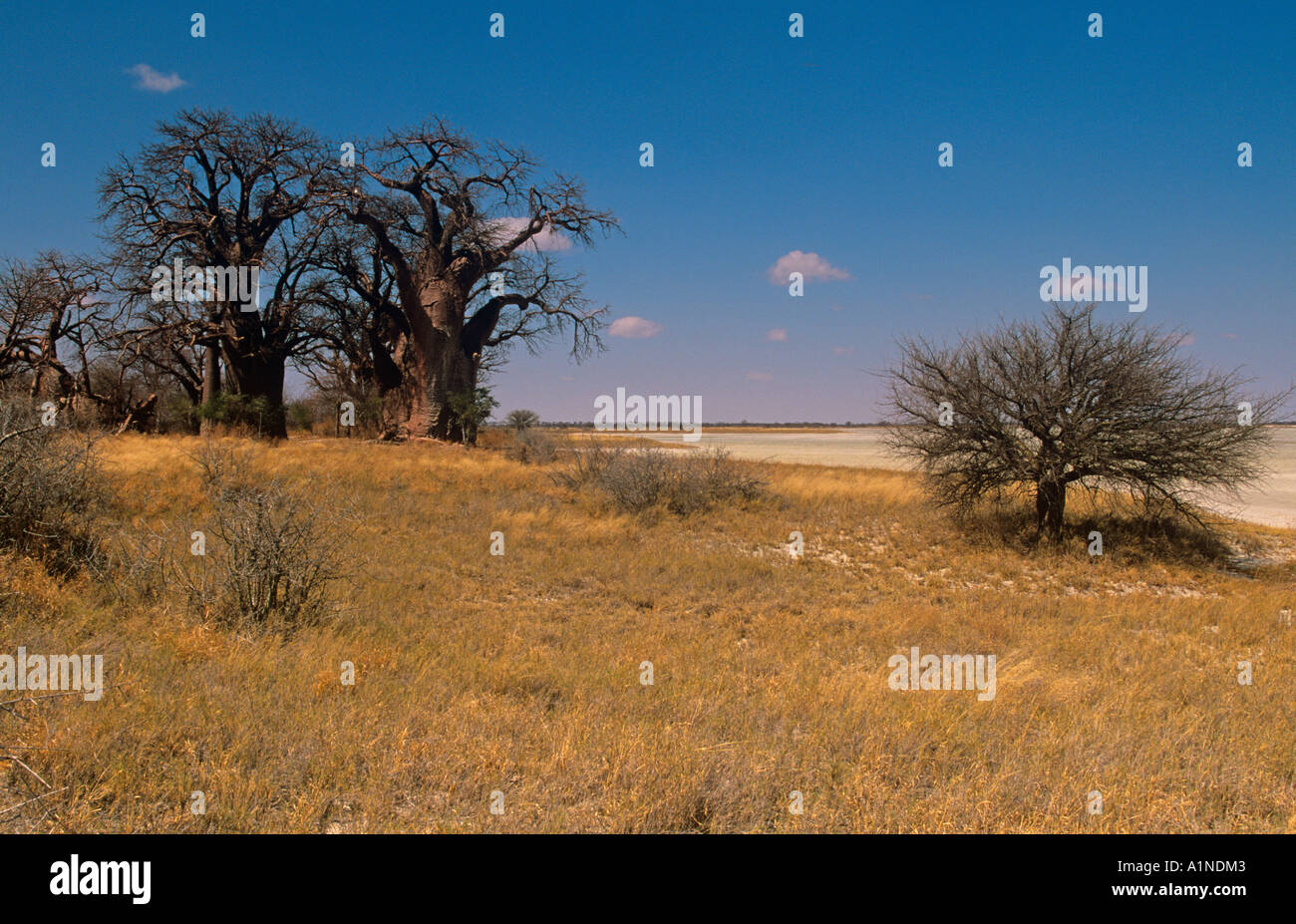 Savanah trees hi-res stock photography and images - Alamy