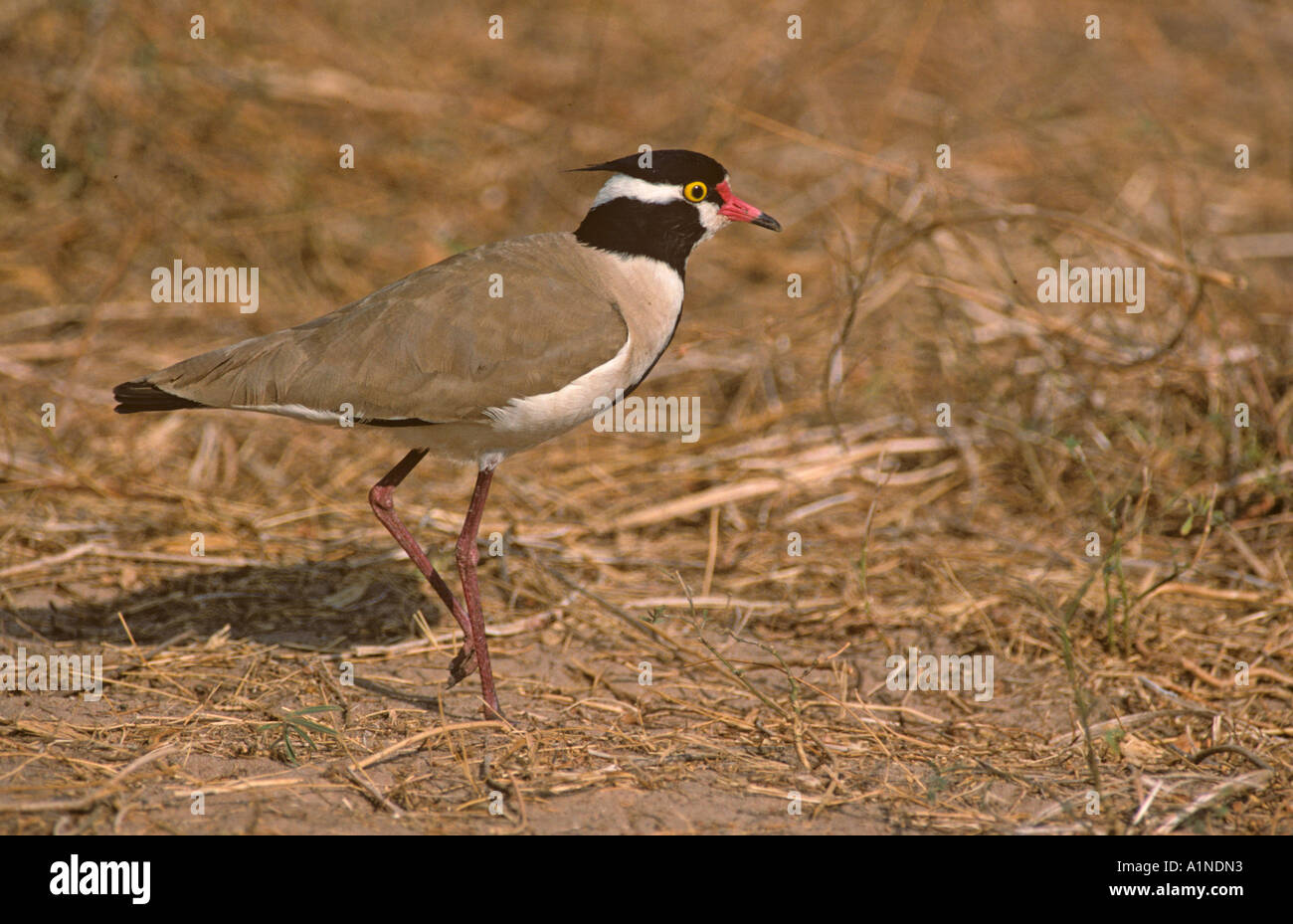 Black headed plovers hi-res stock photography and images - Alamy