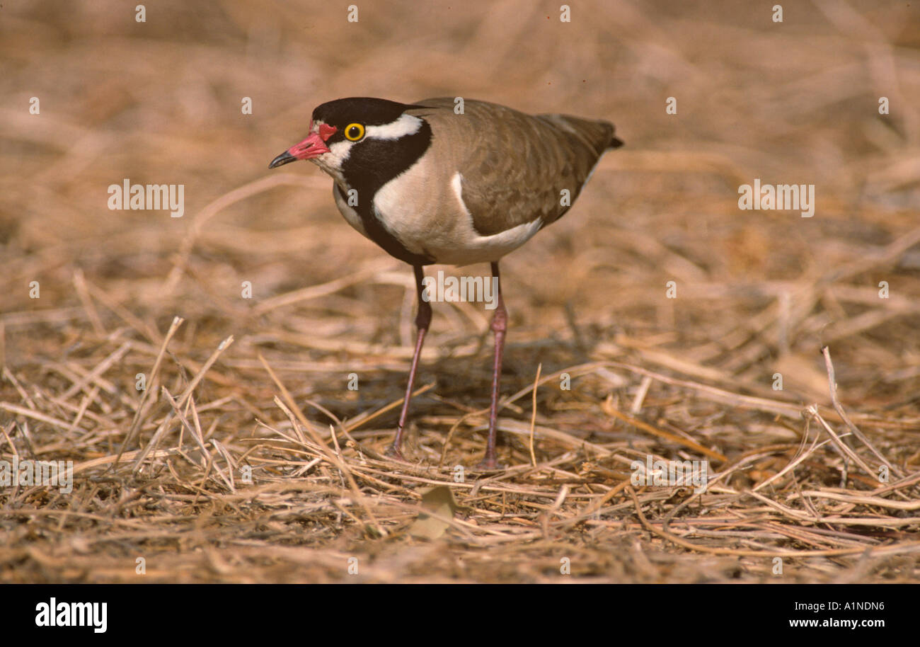 Vanellus tectus birds hi-res stock photography and images - Alamy