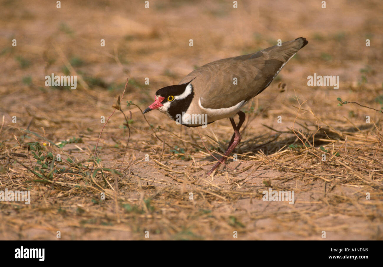 Vanellus tectus birds hi-res stock photography and images - Alamy