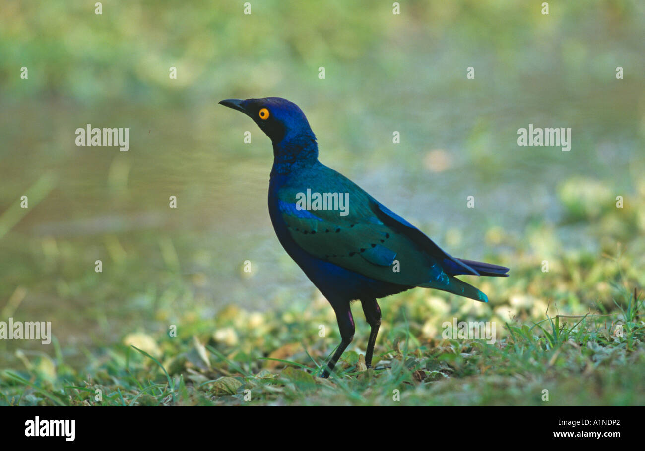 Greater blue-eared starling Lamprotornis chalybaeus Stock Photo - Alamy
