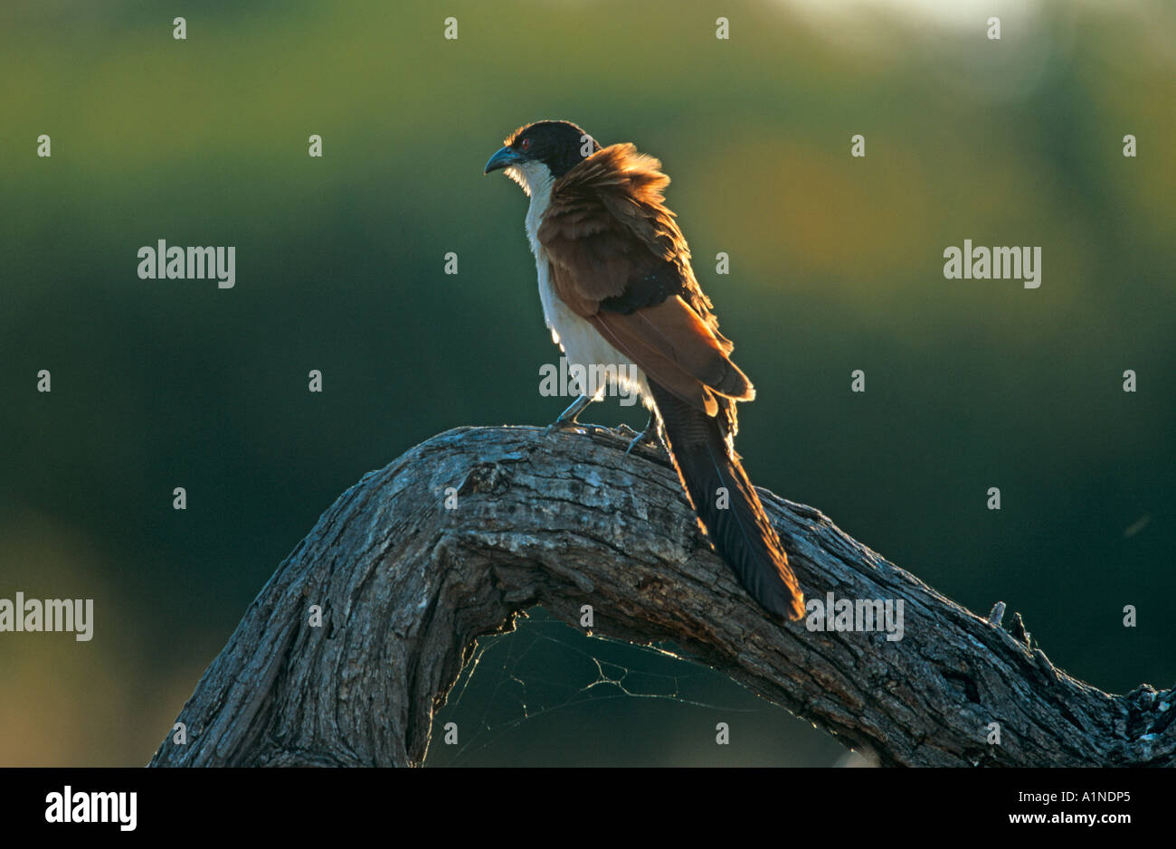 Common coucal hi-res stock photography and images - Alamy