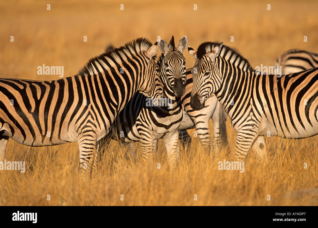 Species meeting hi-res stock photography and images - Alamy