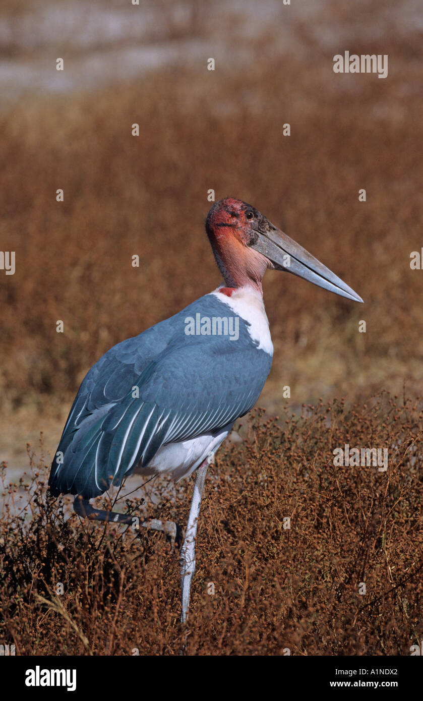 Maribou feathers hi-res stock photography and images - Alamy