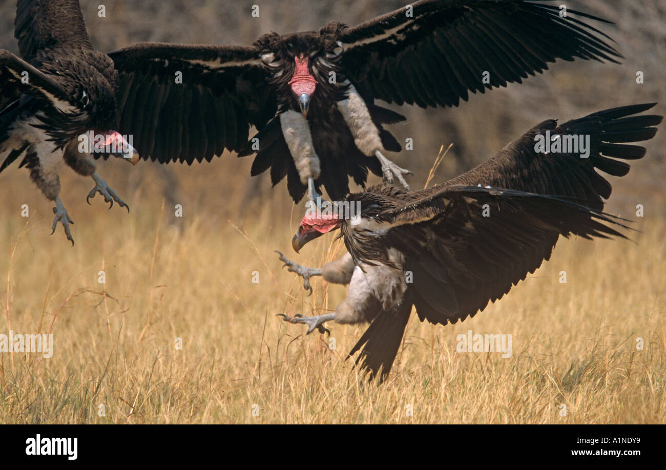 Vultures feeding fighting hi-res stock photography and images - Alamy