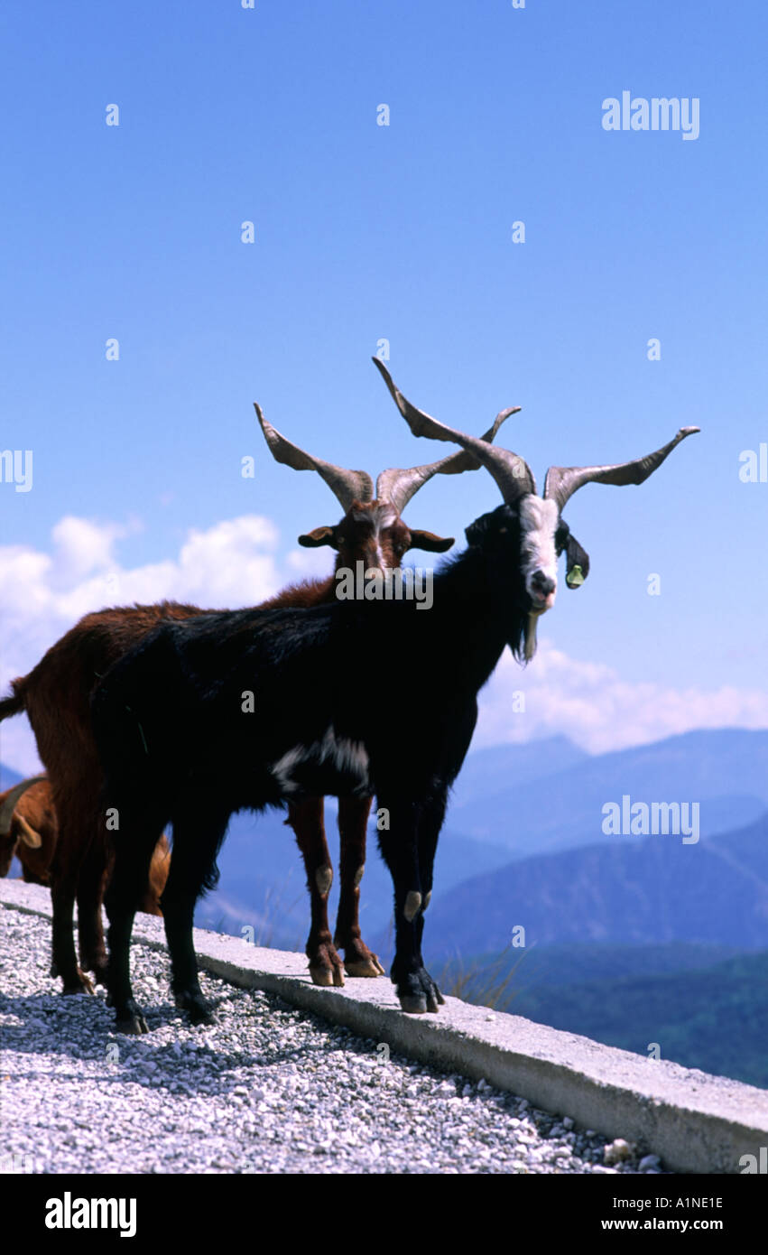 Four horn goat hi-res stock photography and images - Alamy