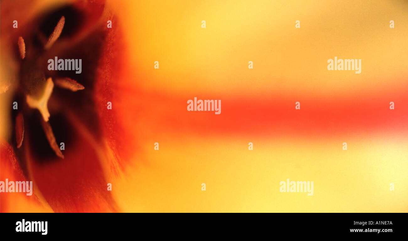 Abstract image of Tulip Stock Photo - Alamy