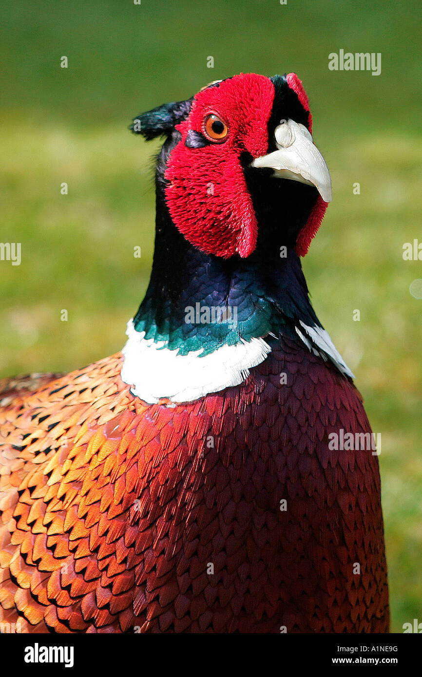 Male pheasant, Wiltshire, England Stock Photo - Alamy